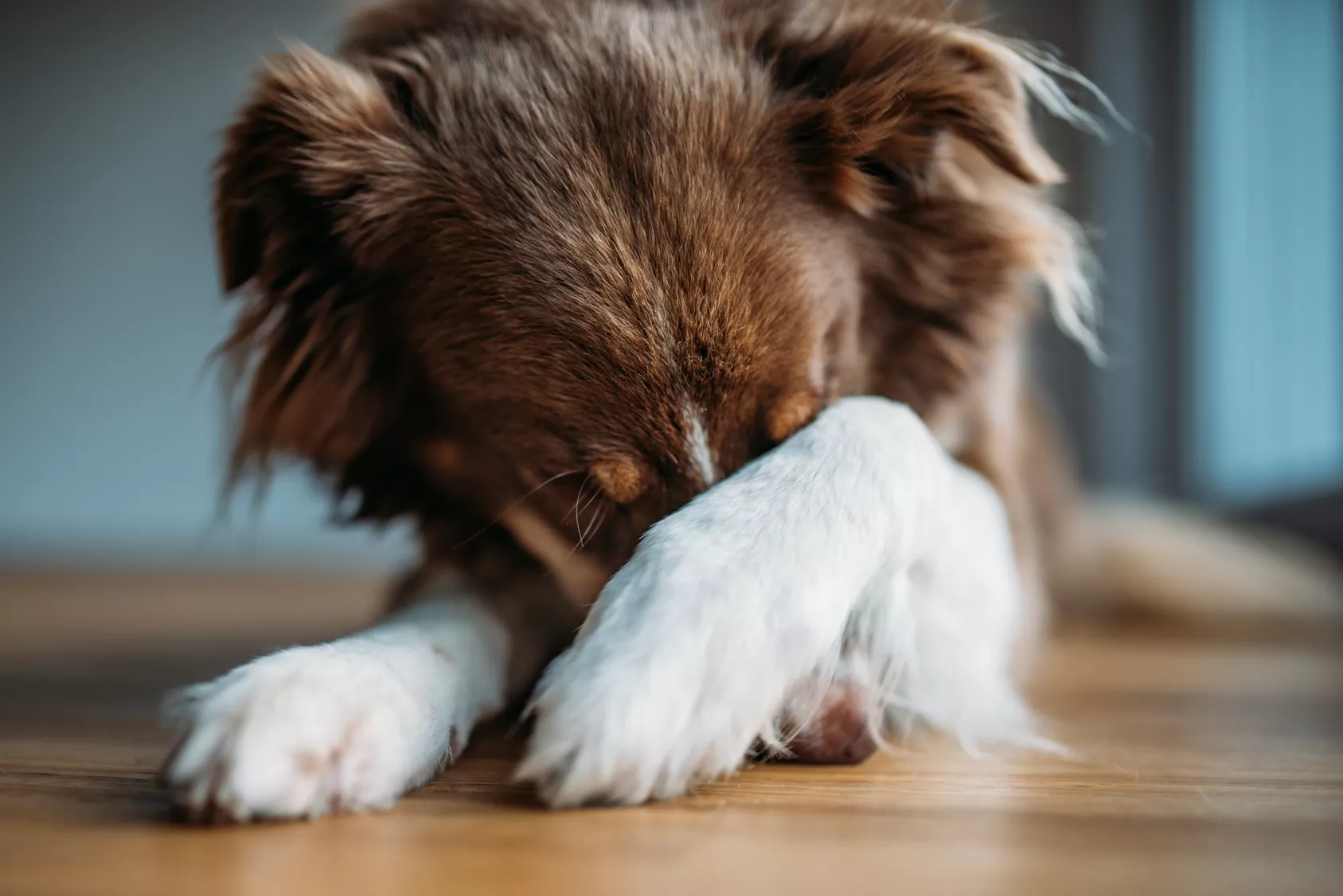 Nyttårsaften med hund - Når dyret er redd for fyrverkeri | zooplus magasin