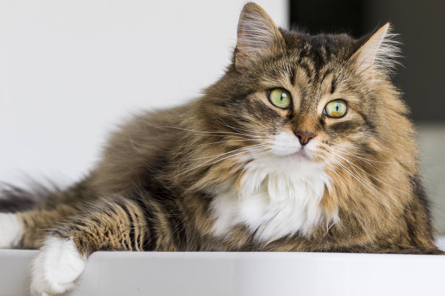 Sibirkatt - Informasjon om katteraser | zooplus magasin