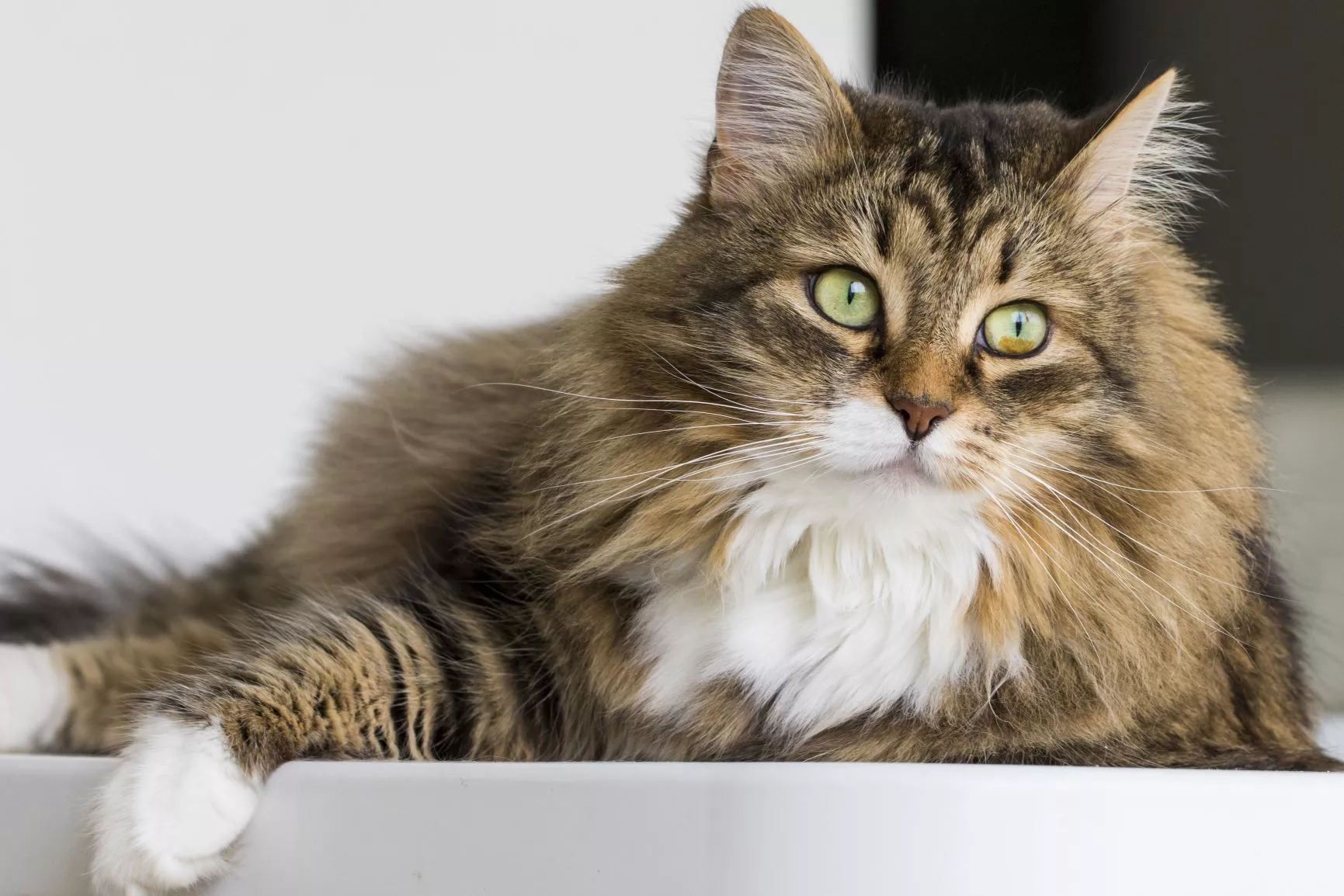 Sibirkatt - Informasjon om katteraser | zooplus magasin