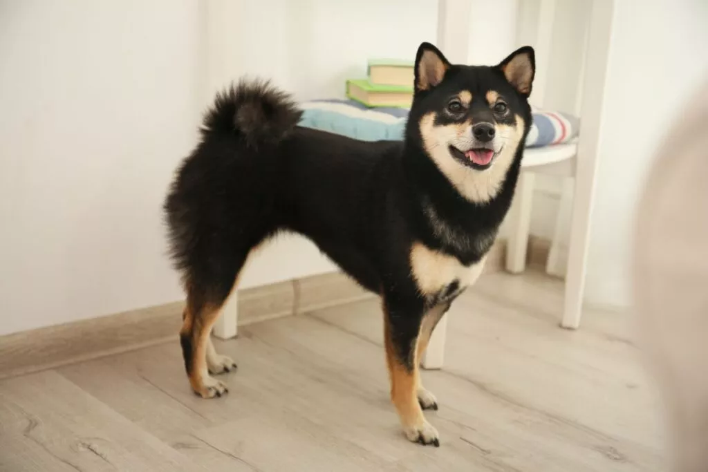Shiba Inu - Informasjon om hunderaser | zooplus magasin