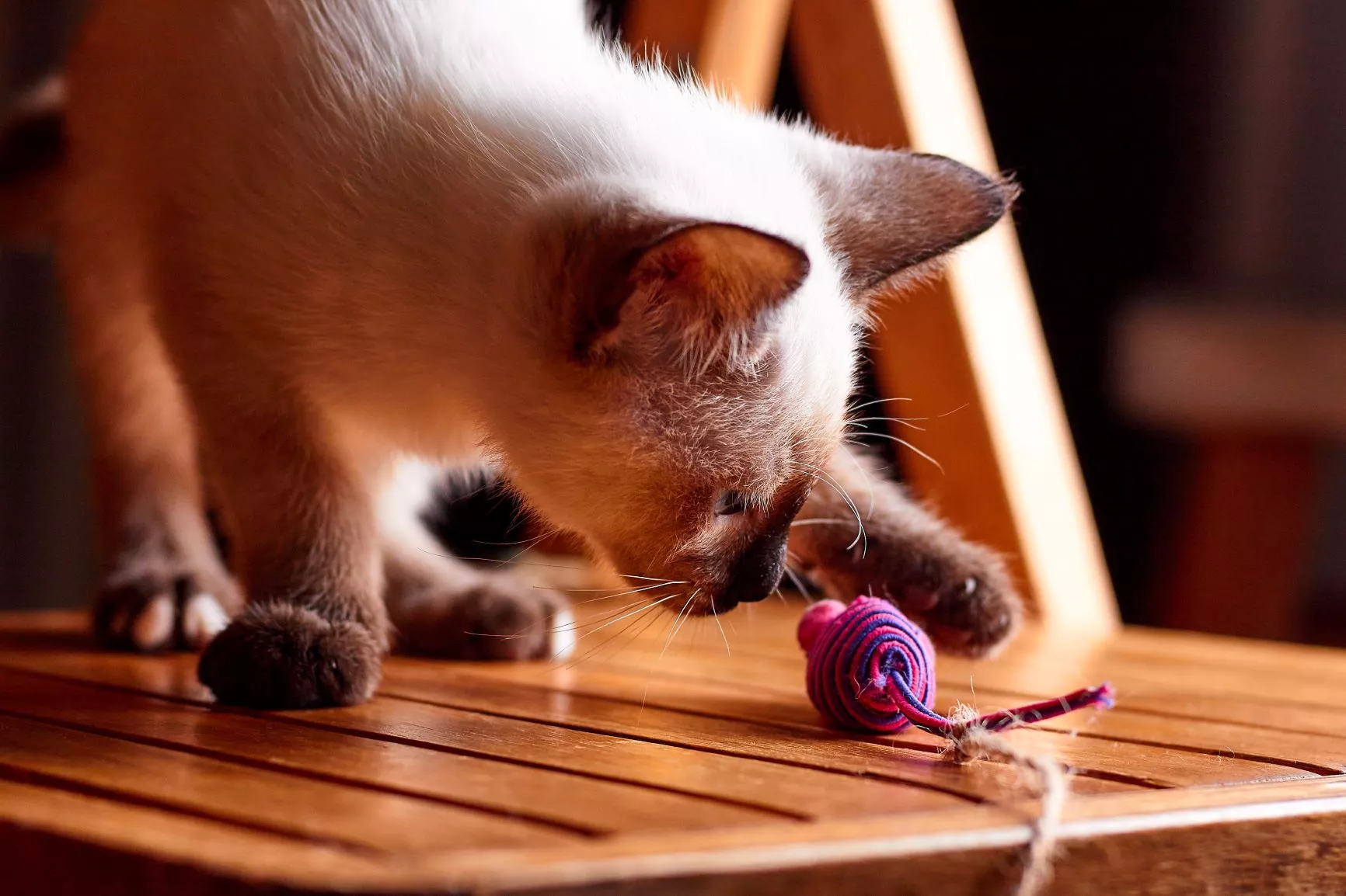 Veldig Glad Katt