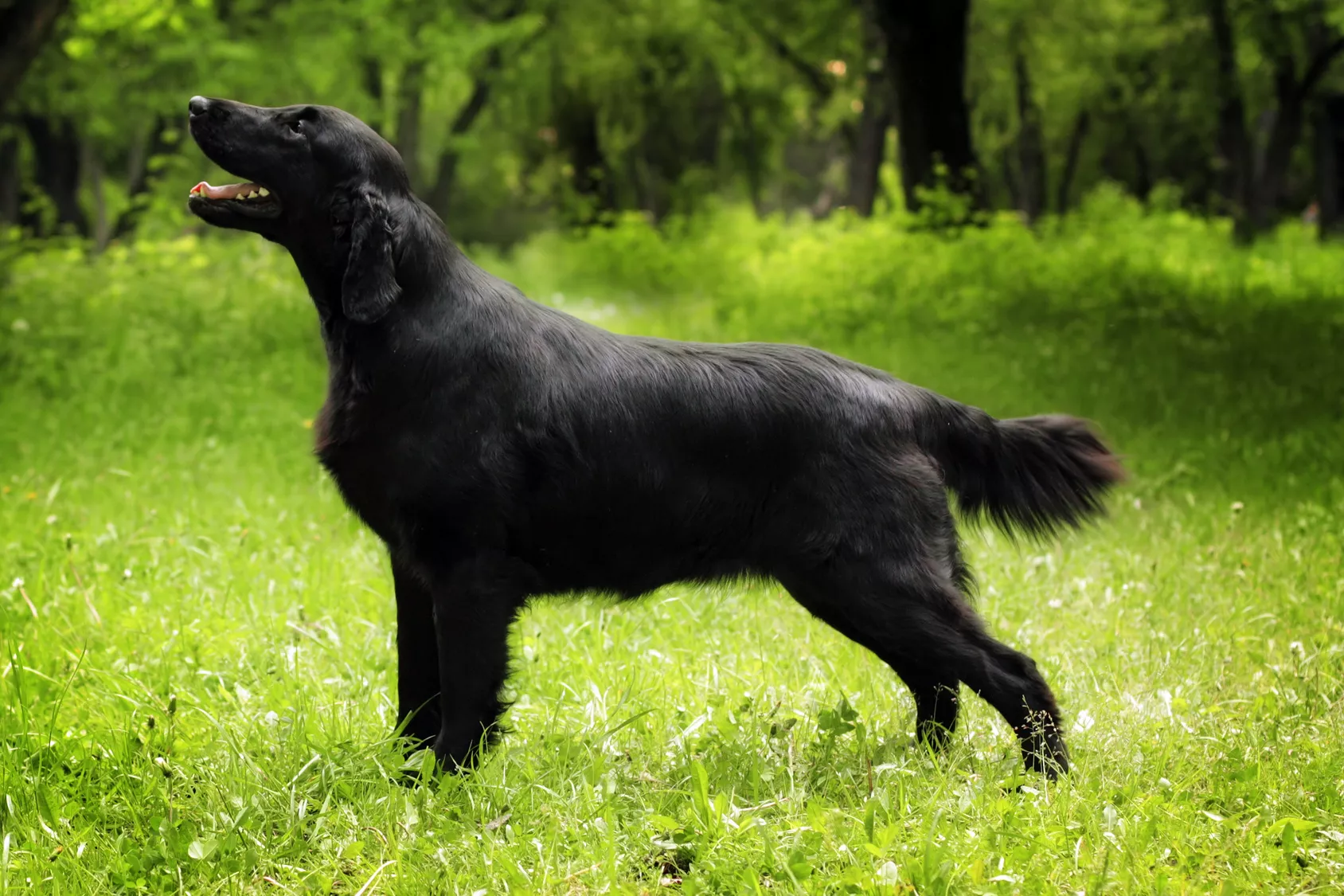 Flat coated retriever | Raseinformasjon | zooplus magasin