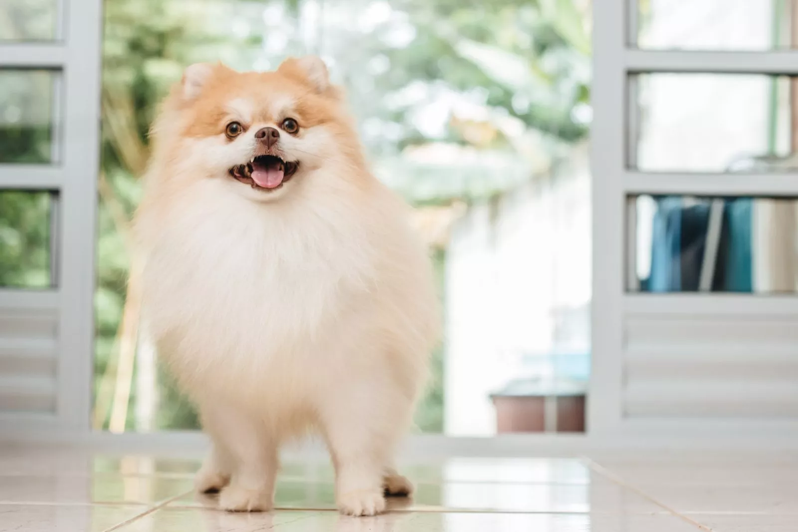 Voksen Tekopp Pomeranian Myfamily Pomeranian IDtag Hund I Norge